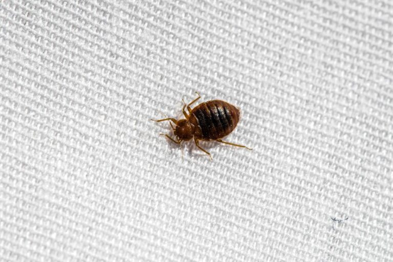 How To Identify and Prevent a Bed Bug Infestation